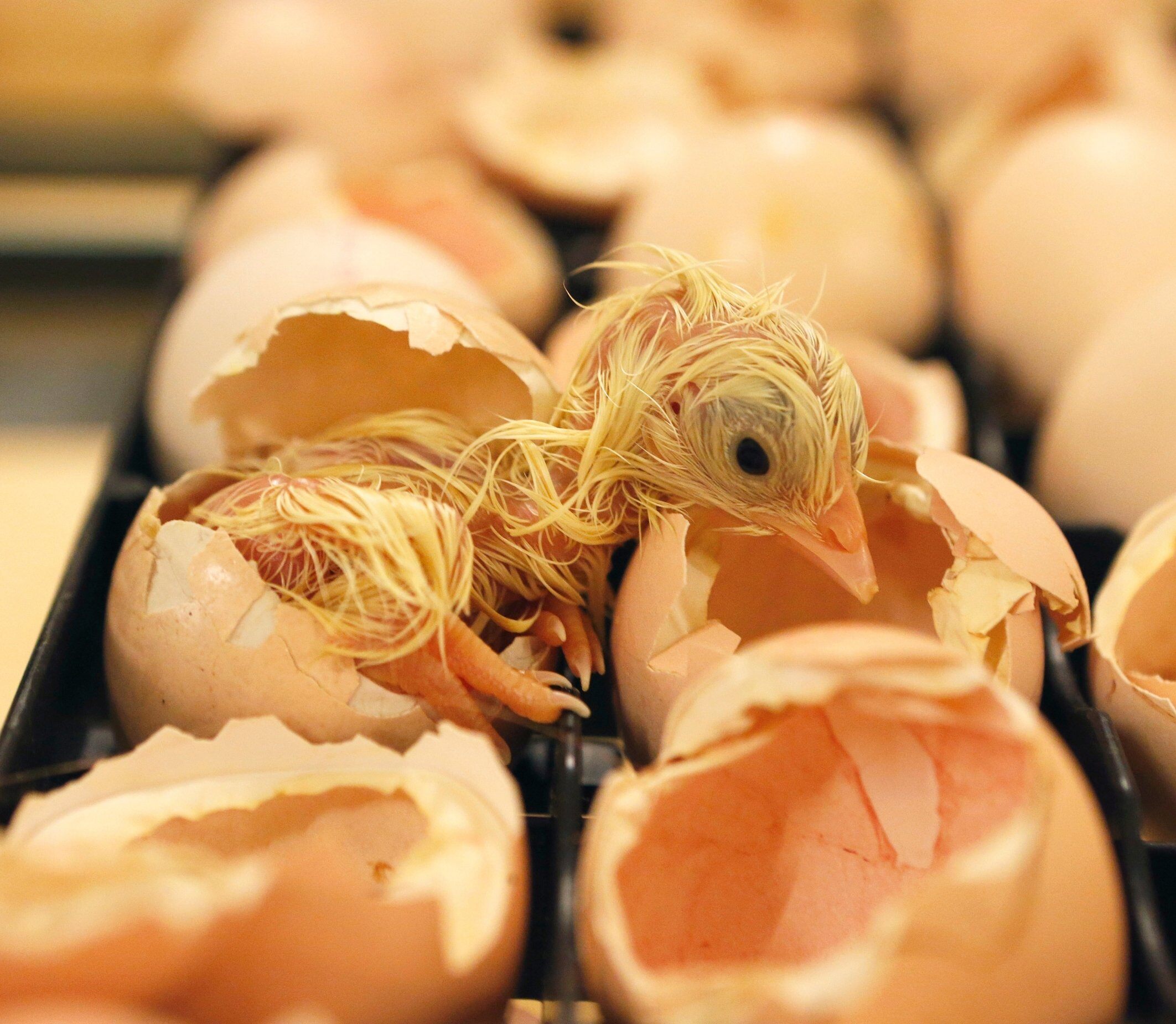 Broilers - Vencomatic Group